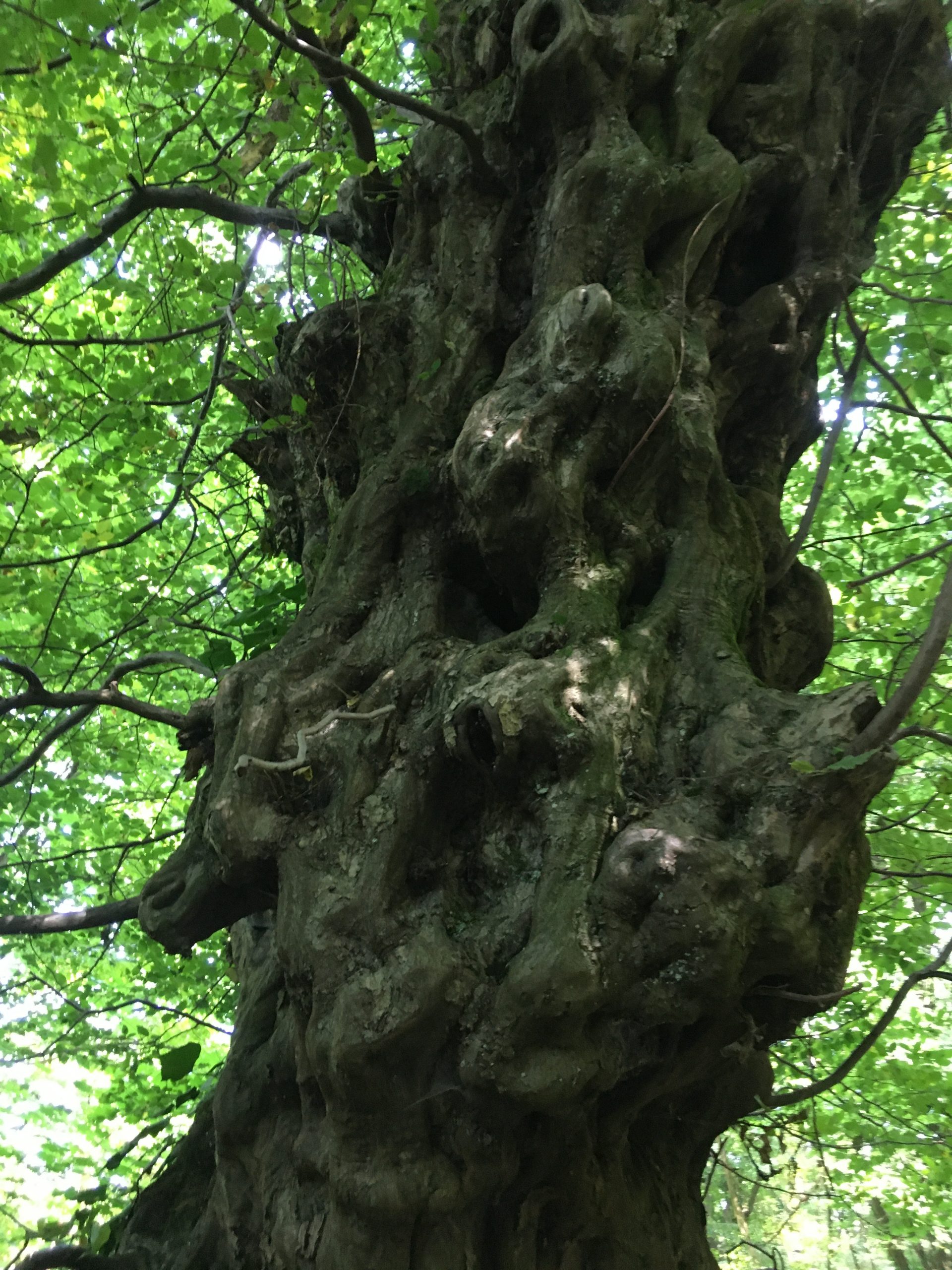 Tong Qiu leads global study on tree senescence in PNAS – Clark Lab
