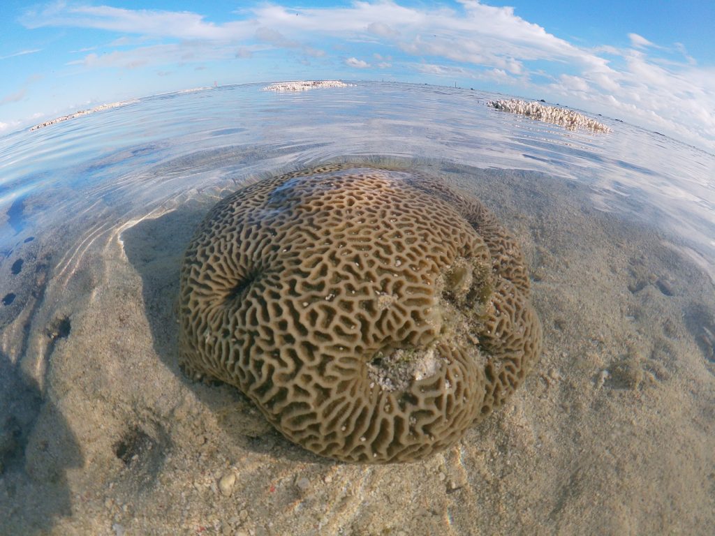 Coral Restoration Team – Duke Restore