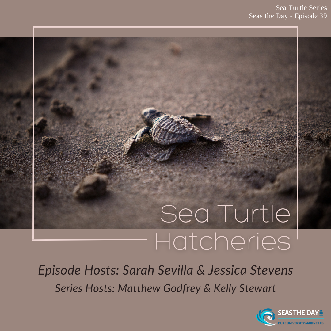 Episode 39 – Sea Turtle Hatcheries – SEAS THE DAY