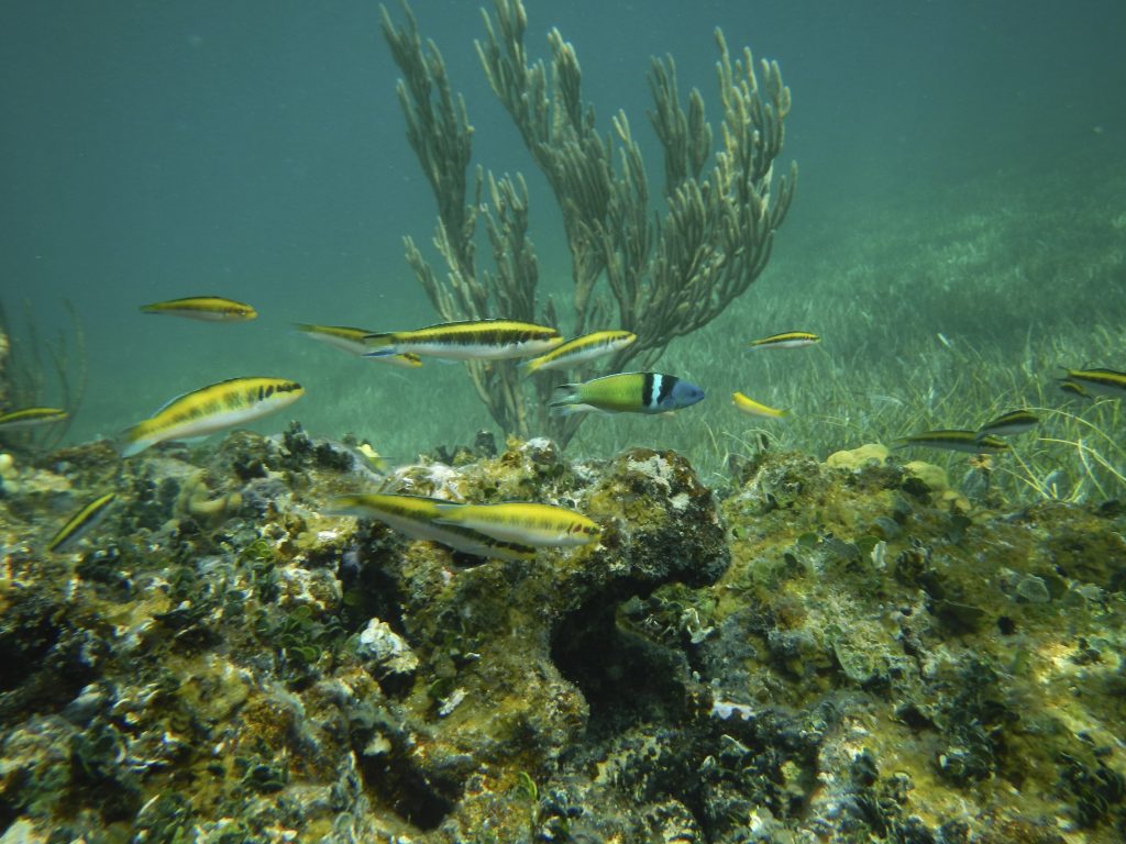 Fish Ecology – Silliman Lab